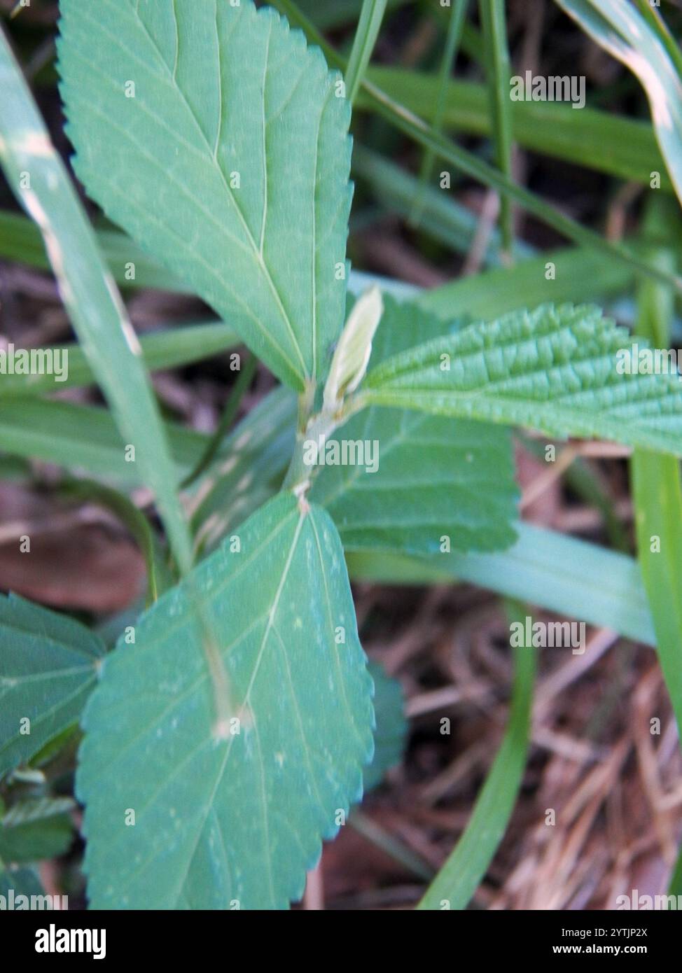 Cuban jute (Sida rhombifolia Stock Photo - Alamy