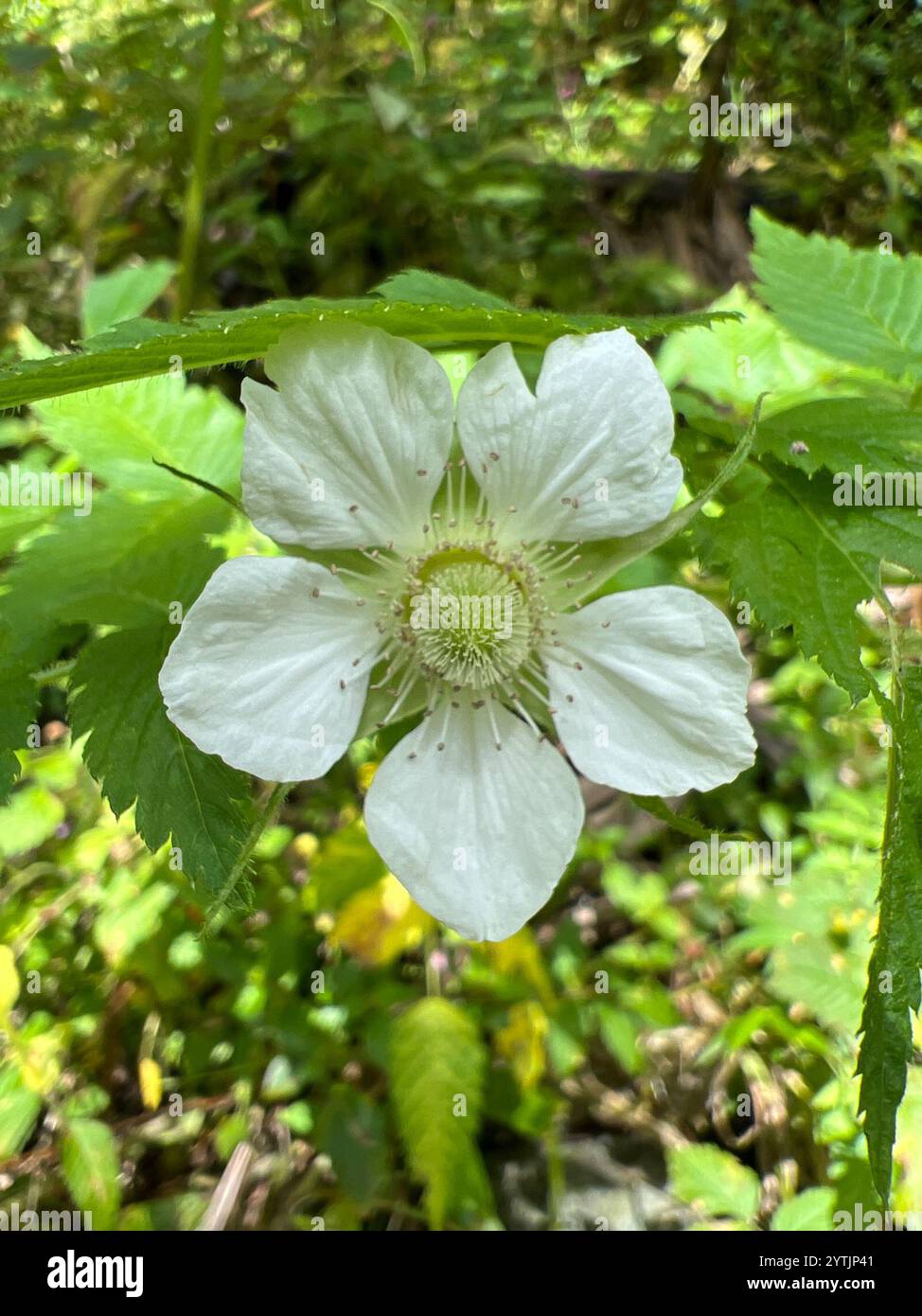 roseleaf bramble (Rubus rosifolius Stock Photo - Alamy