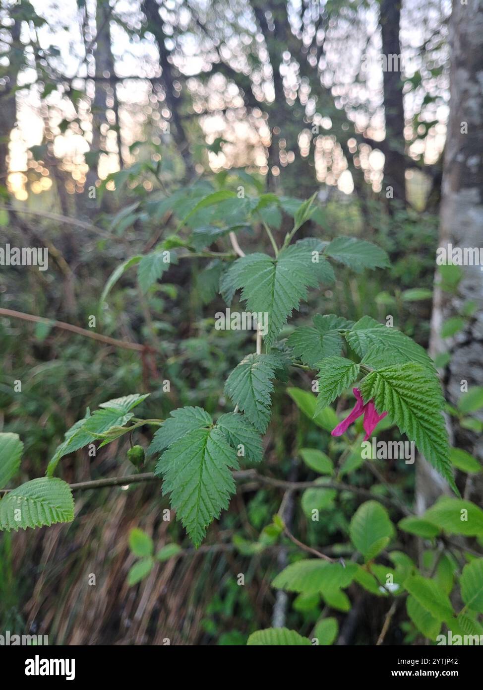 Salmonberry (Rubus spectabilis Stock Photo - Alamy