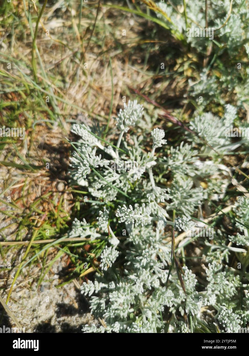 Sea Wormwood (Artemisia maritima Stock Photo - Alamy