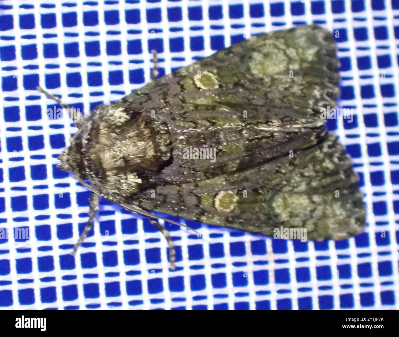 Coronet (Craniophora ligustri Stock Photo - Alamy