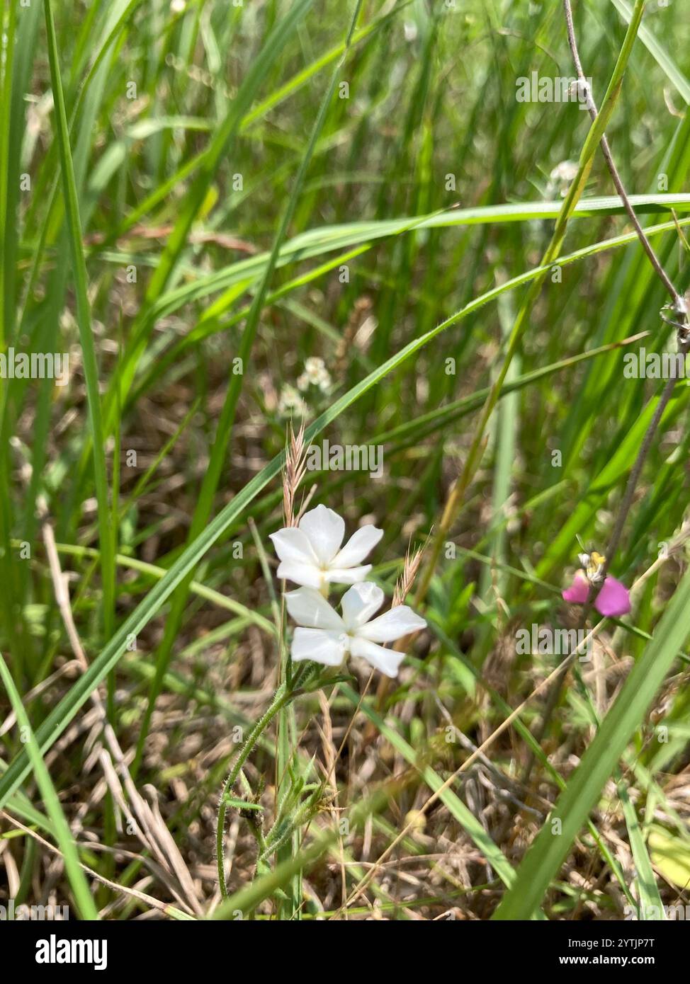Phlox cuspidata hi-res stock photography and images - Alamy