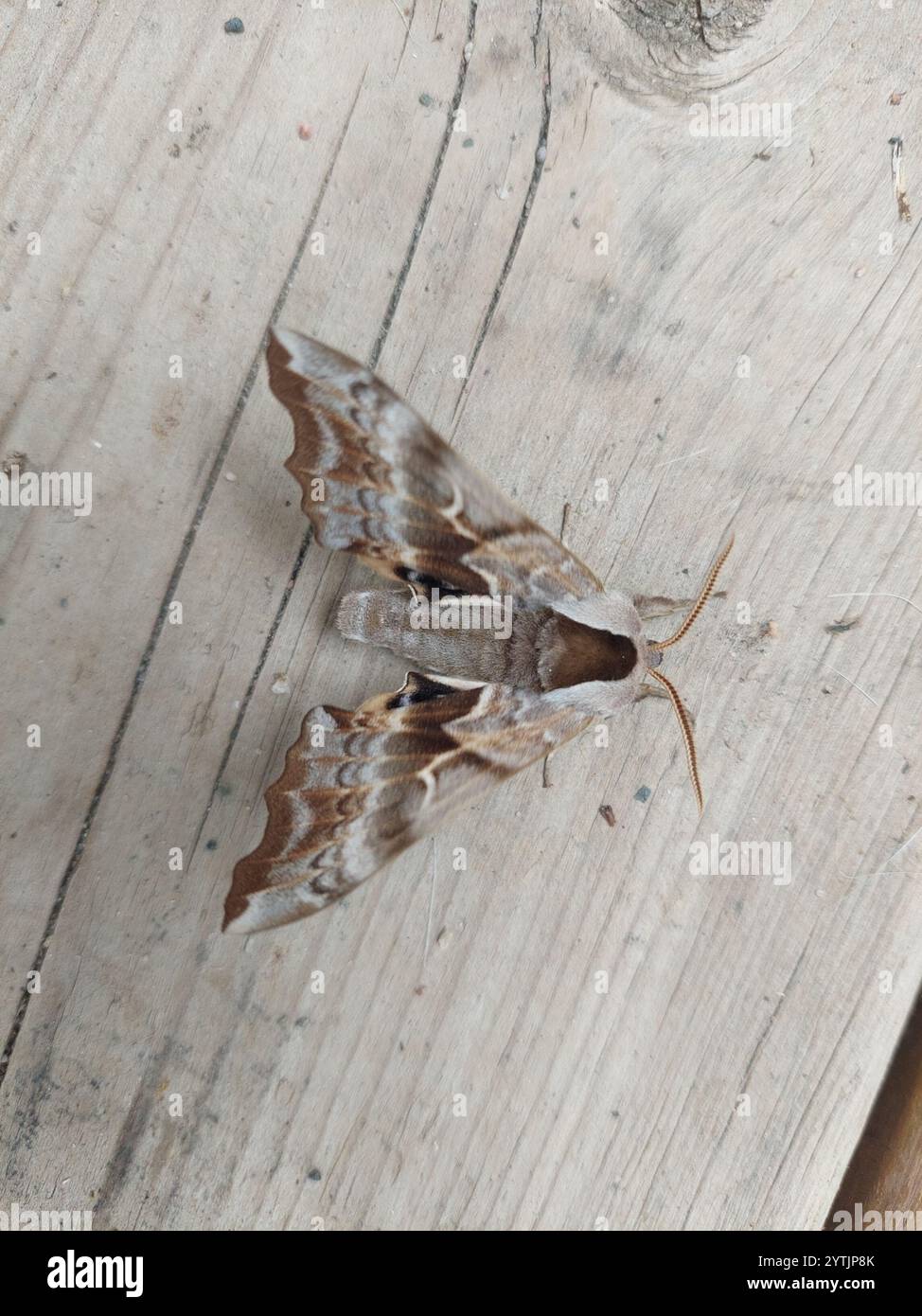 One-eyed Sphinx (Smerinthus cerisyi Stock Photo - Alamy