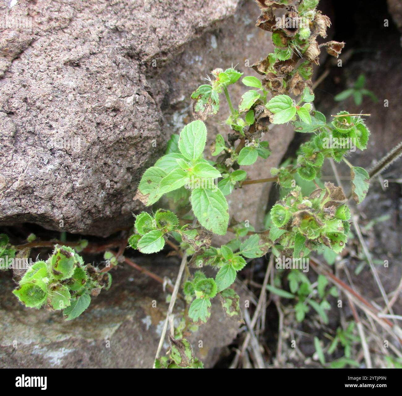 three-seeded mercuries (Acalypha Stock Photo - Alamy