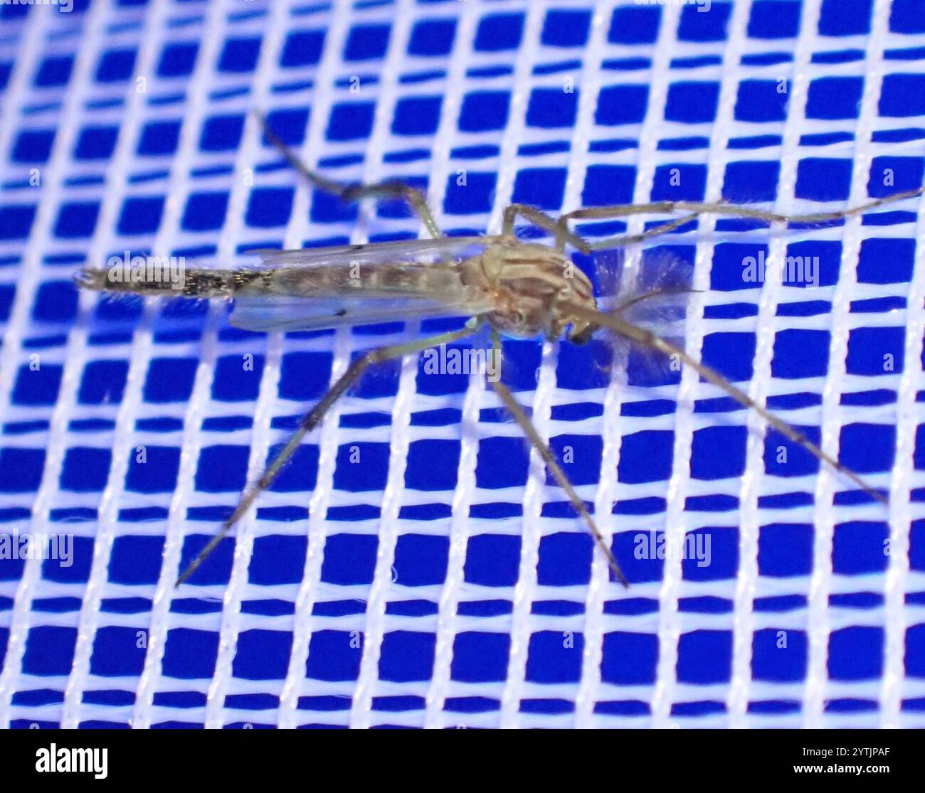 Non-biting Midges (Chironomidae Stock Photo - Alamy