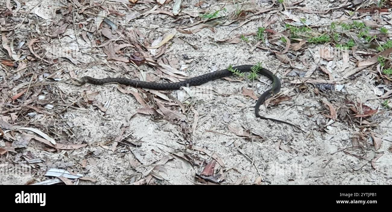 Australian Keelback (Tropidonophis mairii mairii Stock Photo - Alamy