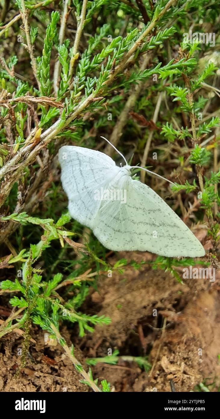 Common White Wave (Cabera pusaria Stock Photo - Alamy