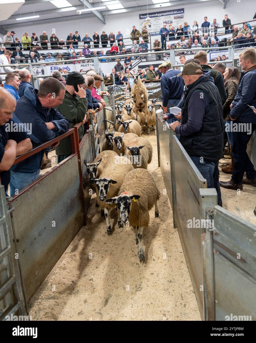 Mule gimmer lamb sale at Kendale Auction Mart, Cumbria, UK Stock Photo ...