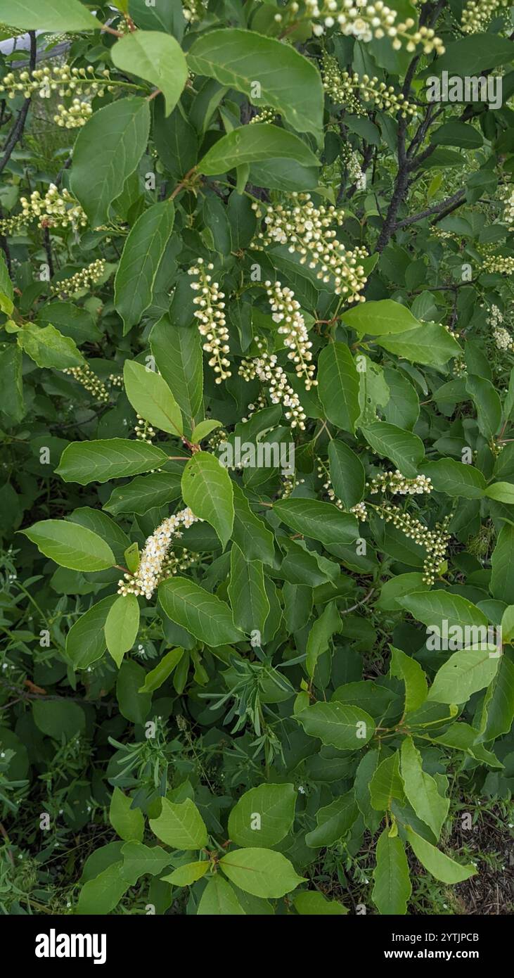 chokecherry (Prunus virginiana Stock Photo - Alamy