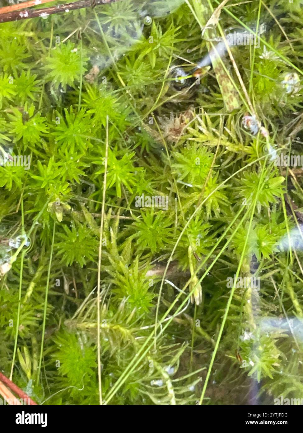 Stream Bogmoss (Mayaca fluviatilis Stock Photo - Alamy