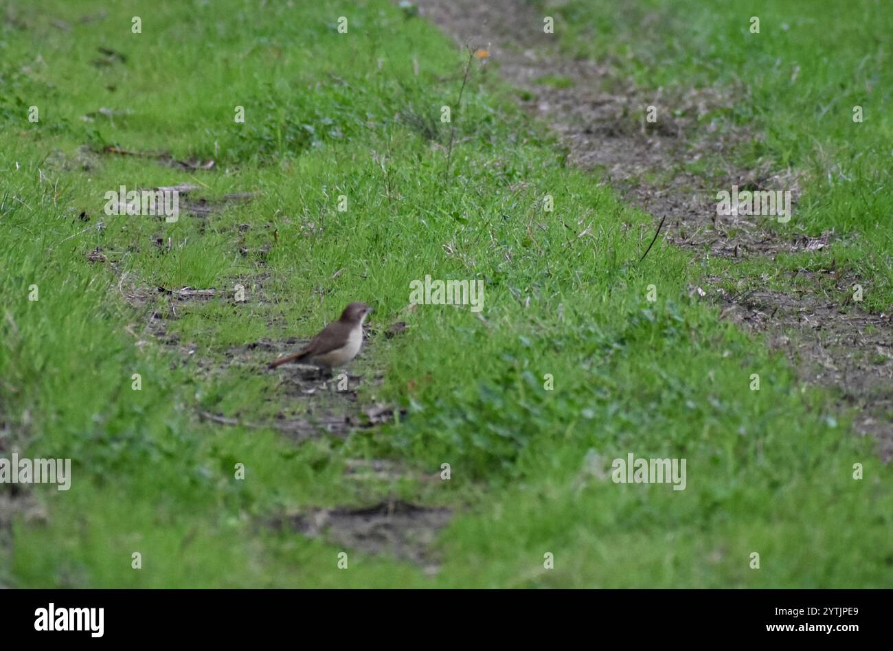 Rufous Hornero (Furnarius rufus Stock Photo - Alamy