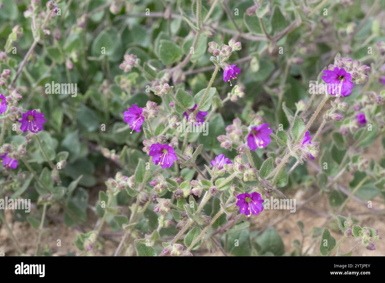 Wishbone Bush (Mirabilis laevis Stock Photo - Alamy