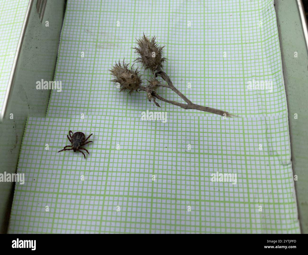 Rocky Mountain Wood Tick (Dermacentor andersoni Stock Photo - Alamy