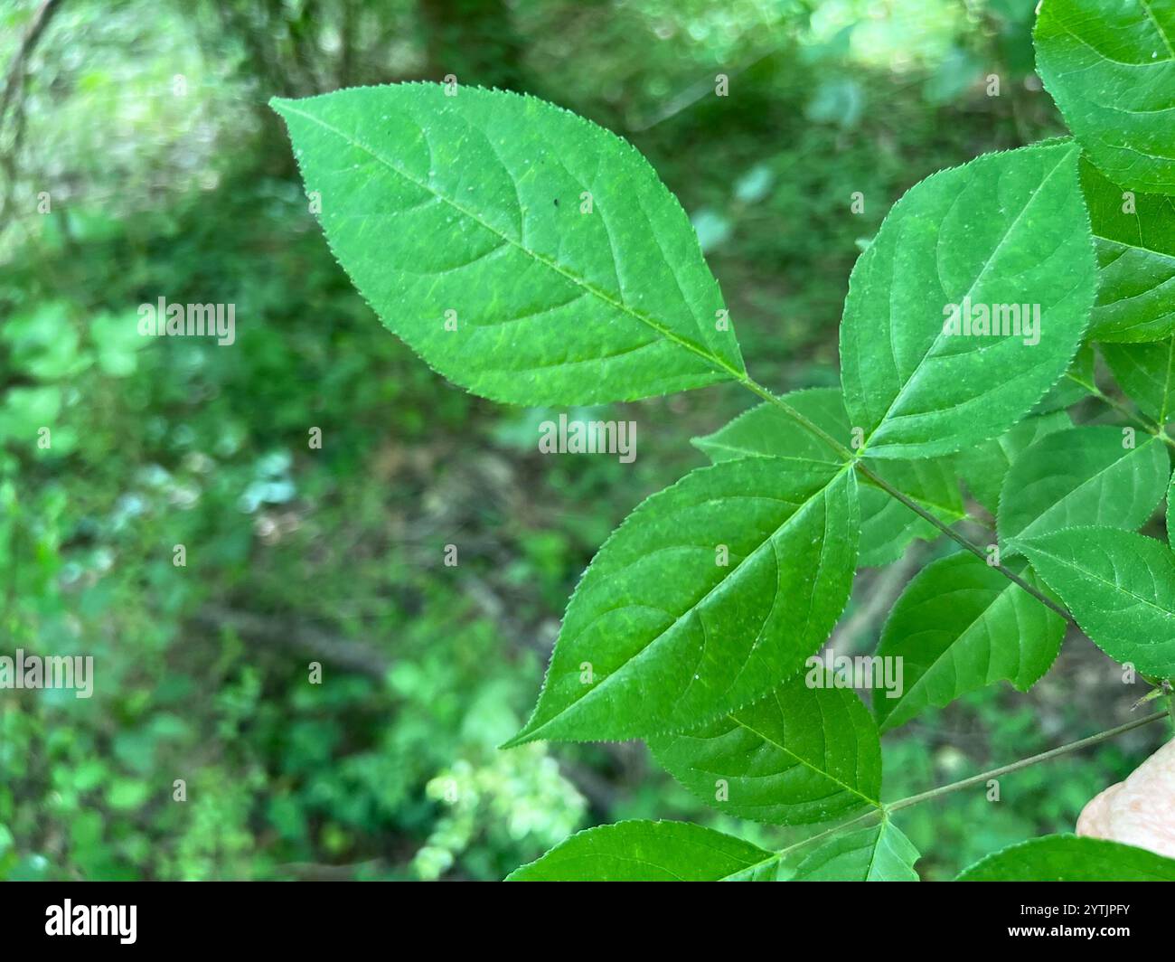 American bladdernut (Staphylea trifolia Stock Photo - Alamy