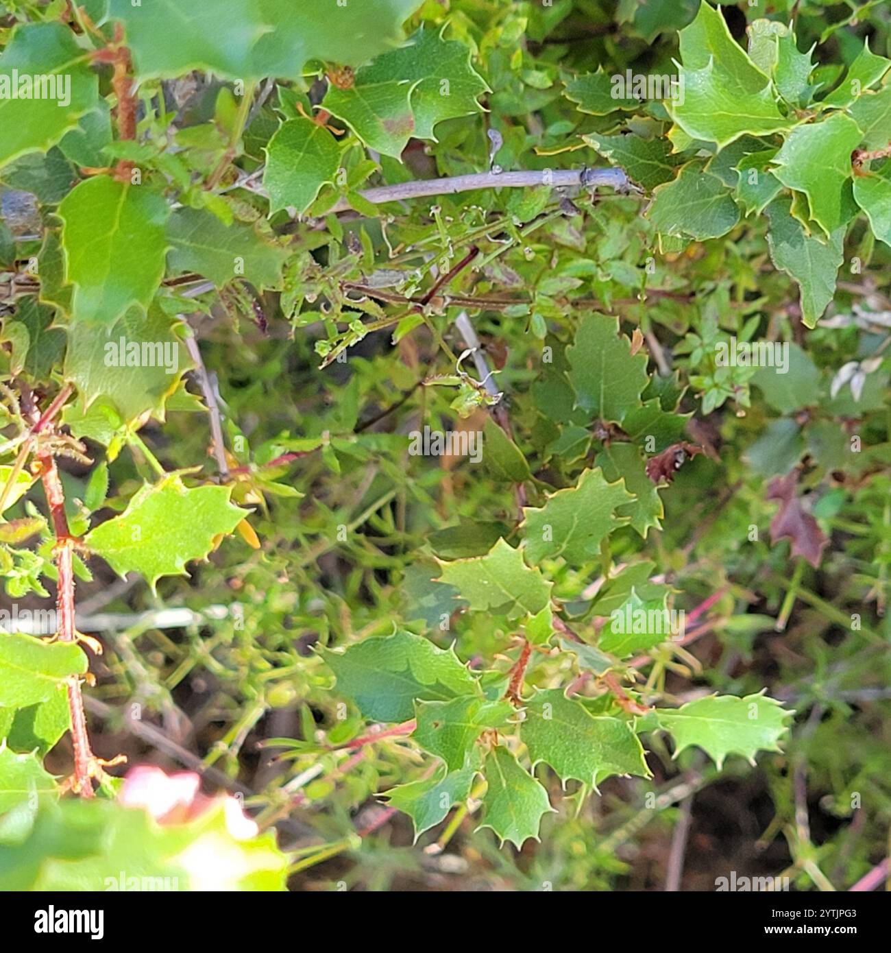 California scrub oak (Quercus berberidifolia Stock Photo - Alamy