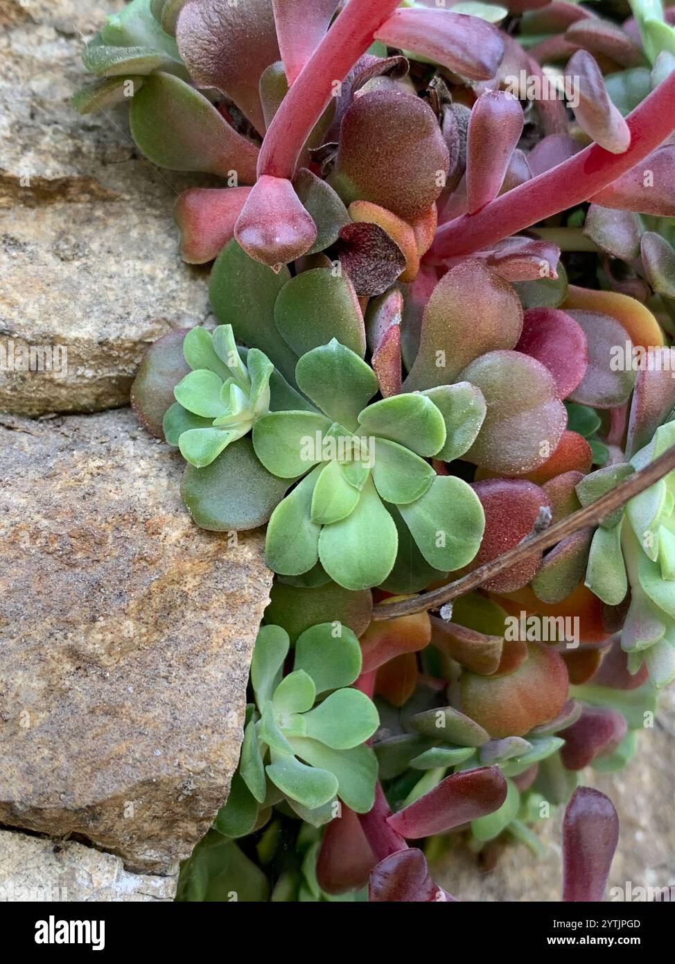 Broad-leaved Stonecrop (Sedum spathulifolium Stock Photo - Alamy
