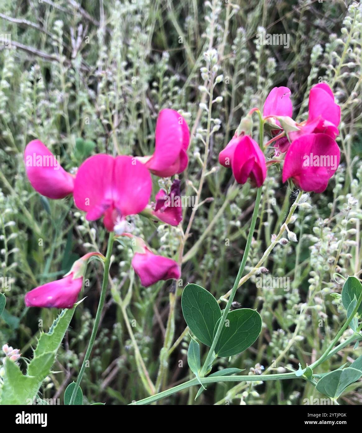 tuberous pea (Lathyrus tuberosus Stock Photo - Alamy
