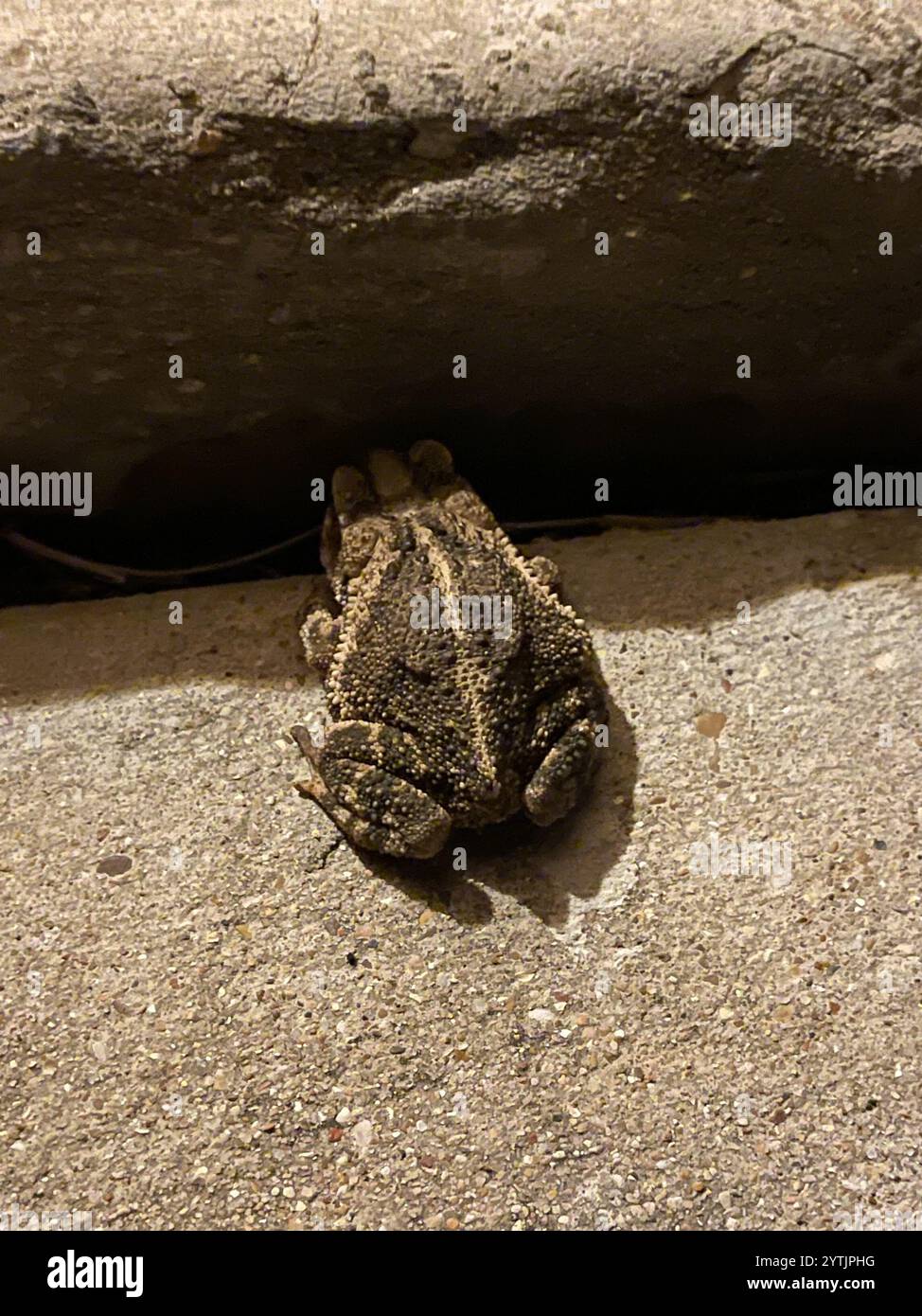 Gulf Coast Toad (Incilius nebulifer Stock Photo - Alamy