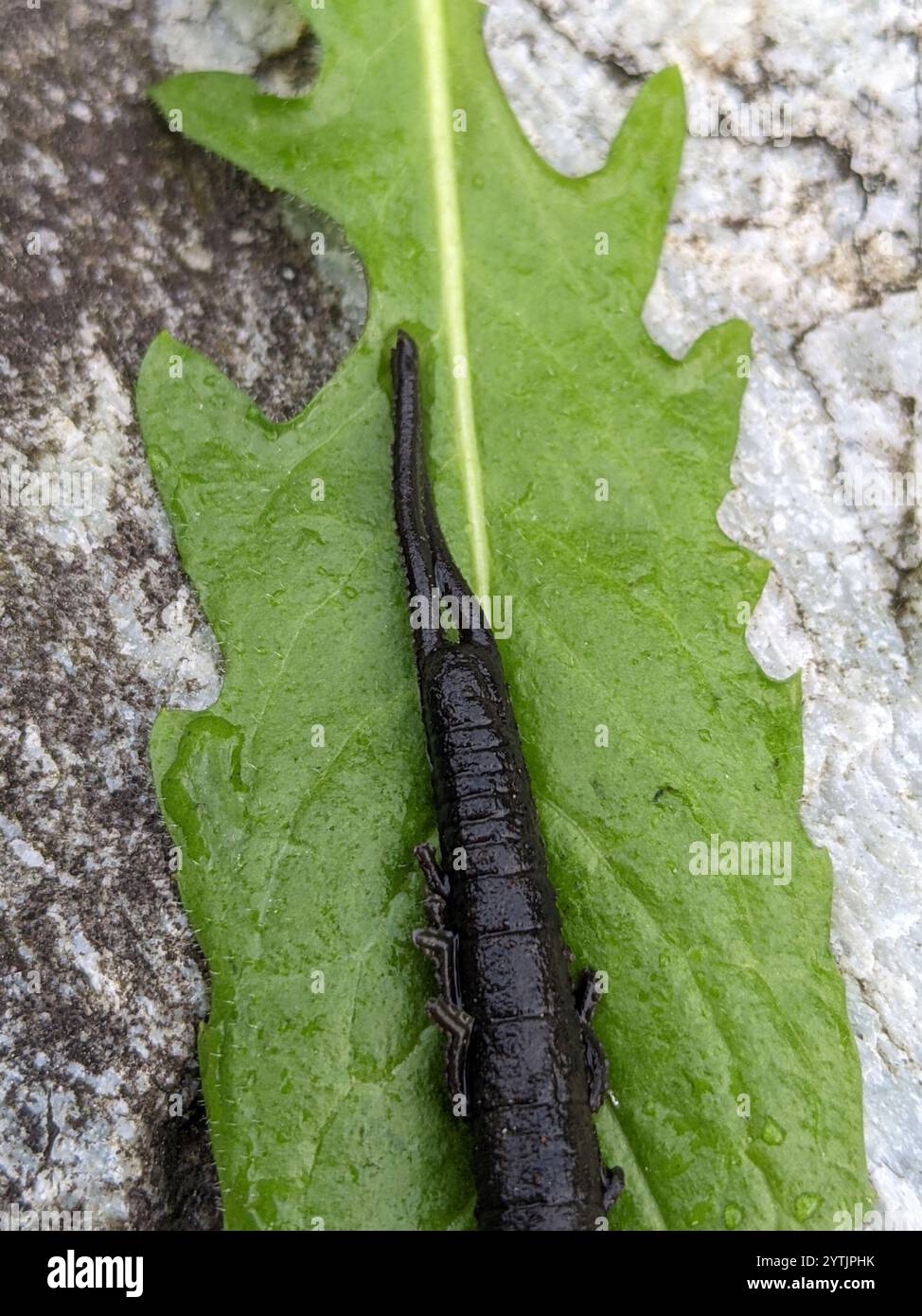 Winged and Once-winged Insects (Pterygota Stock Photo - Alamy