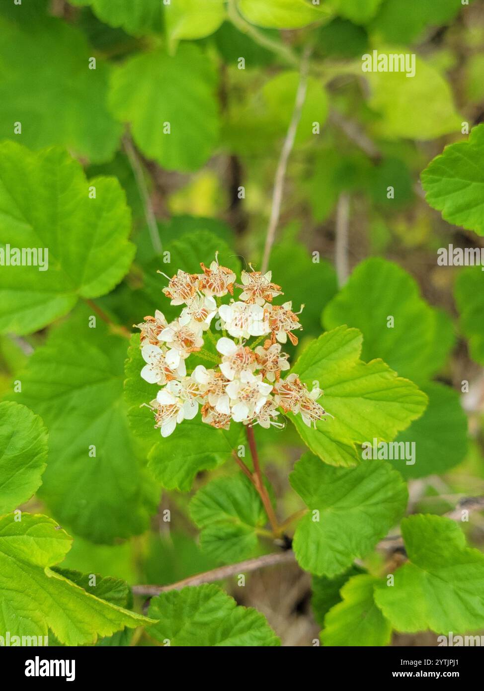 common ninebark (Physocarpus opulifolius Stock Photo - Alamy