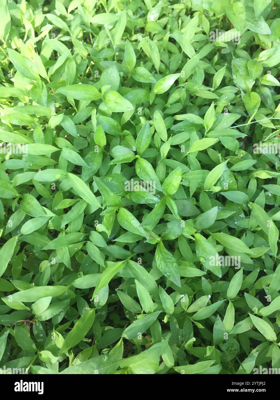 Japanese stiltgrass (Microstegium vimineum Stock Photo - Alamy