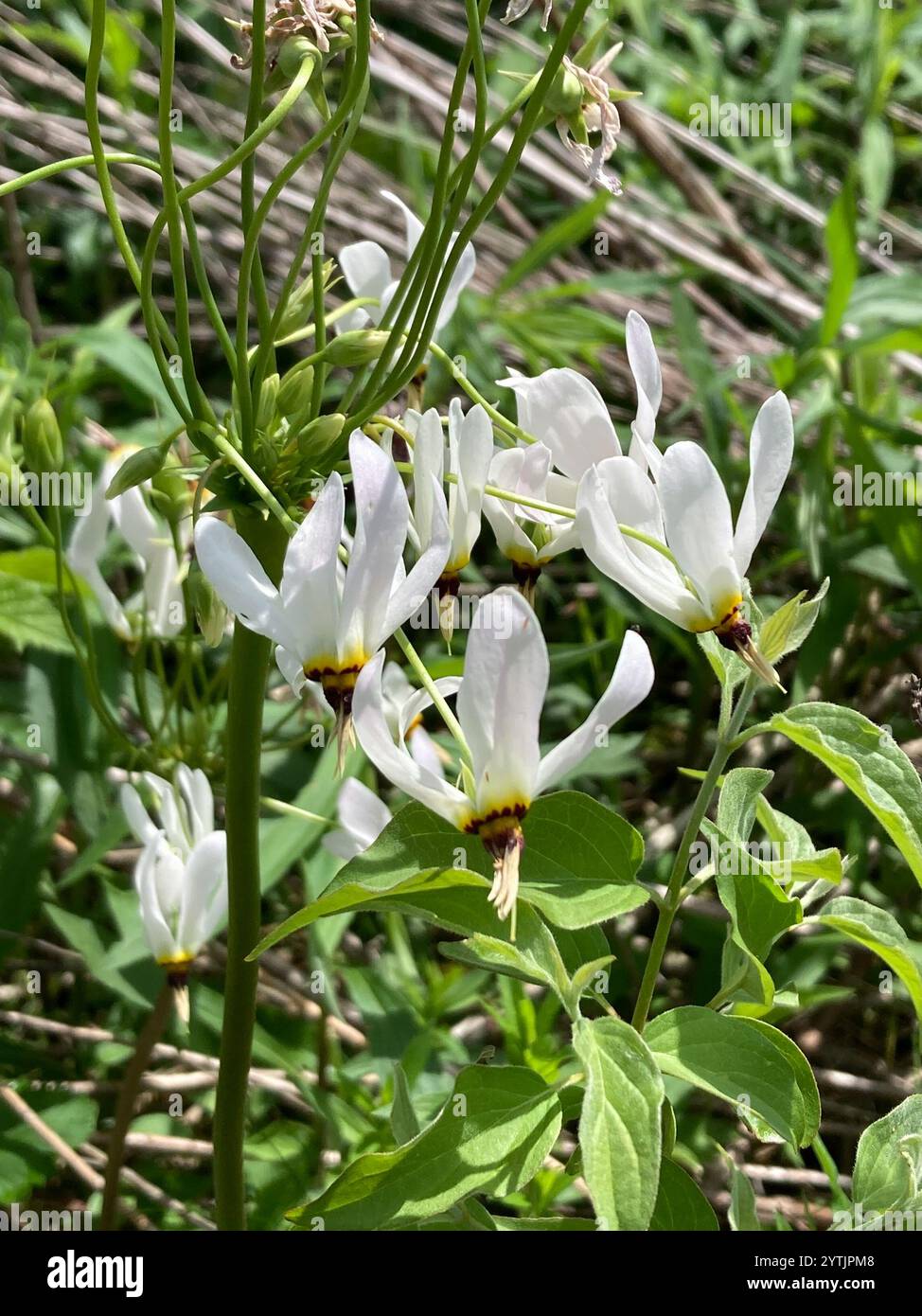 eastern shooting star (Primula meadia Stock Photo - Alamy