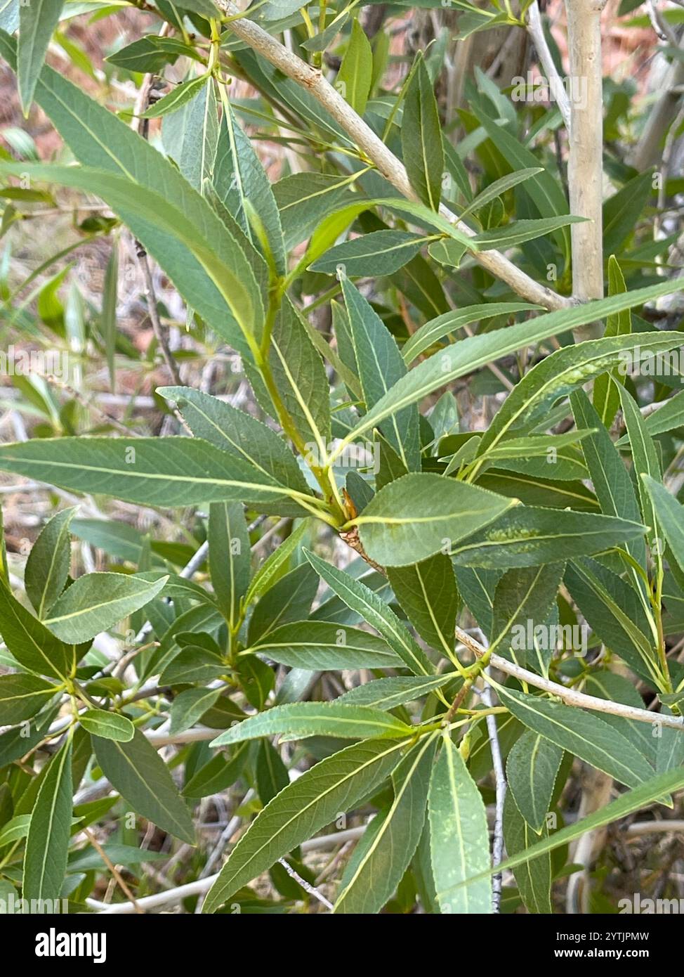Narrowleaf Cottonwood (Populus angustifolia Stock Photo - Alamy