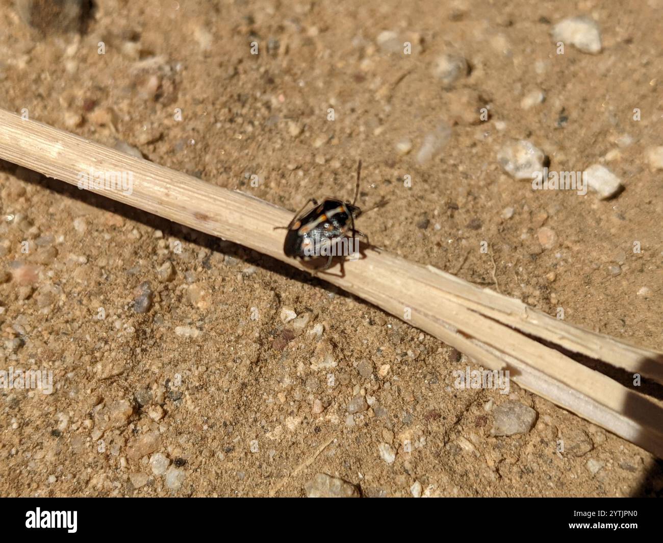 Bagrada Bug (Bagrada hilaris Stock Photo - Alamy