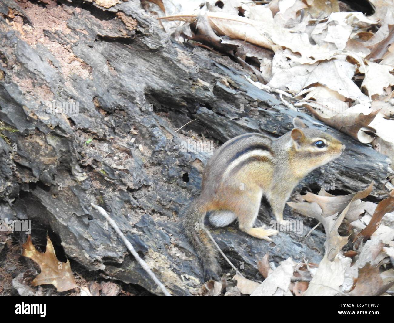 Eastern Chipmunk (Tamias striatus Stock Photo - Alamy