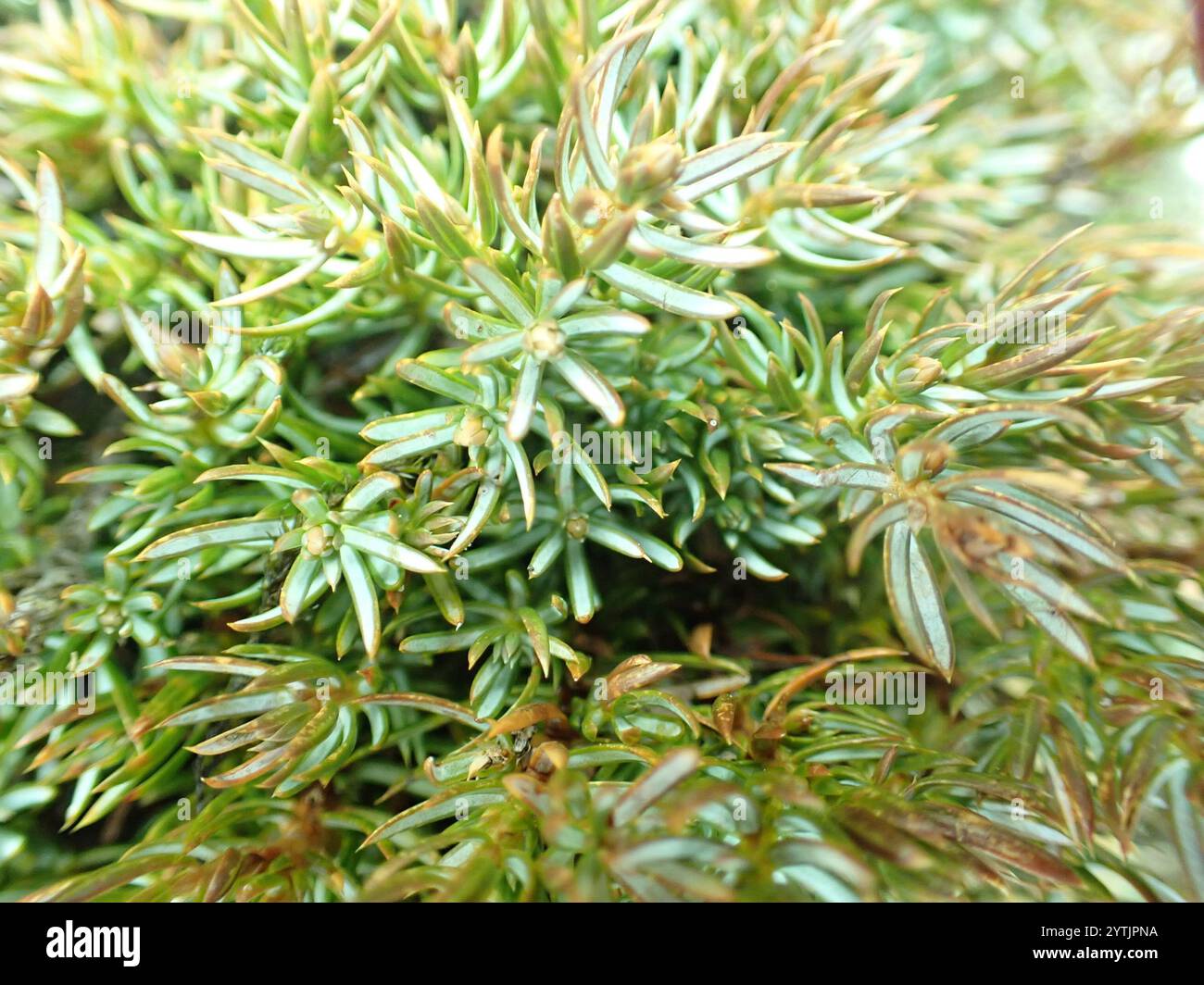 common juniper (Juniperus communis Stock Photo - Alamy