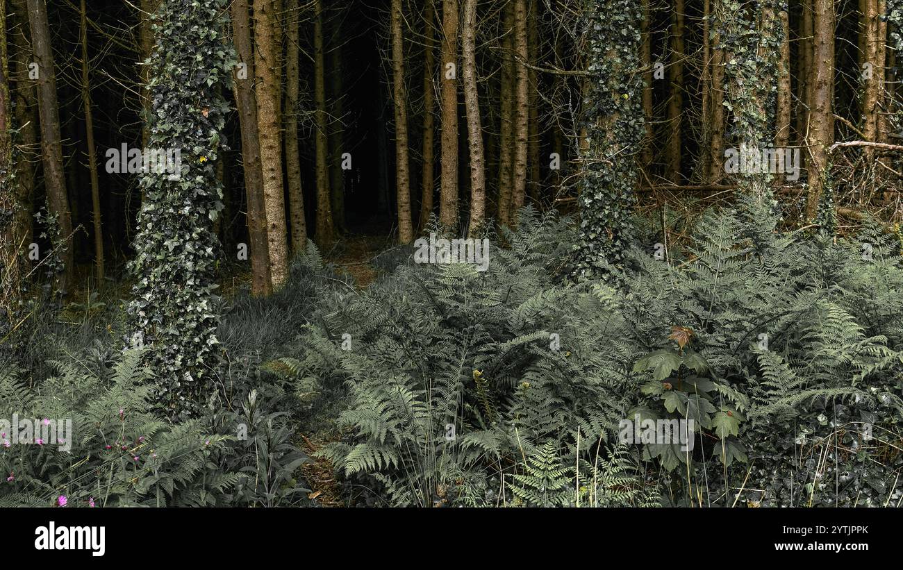 Forest trees canopy interior environment hi-res stock photography and ...