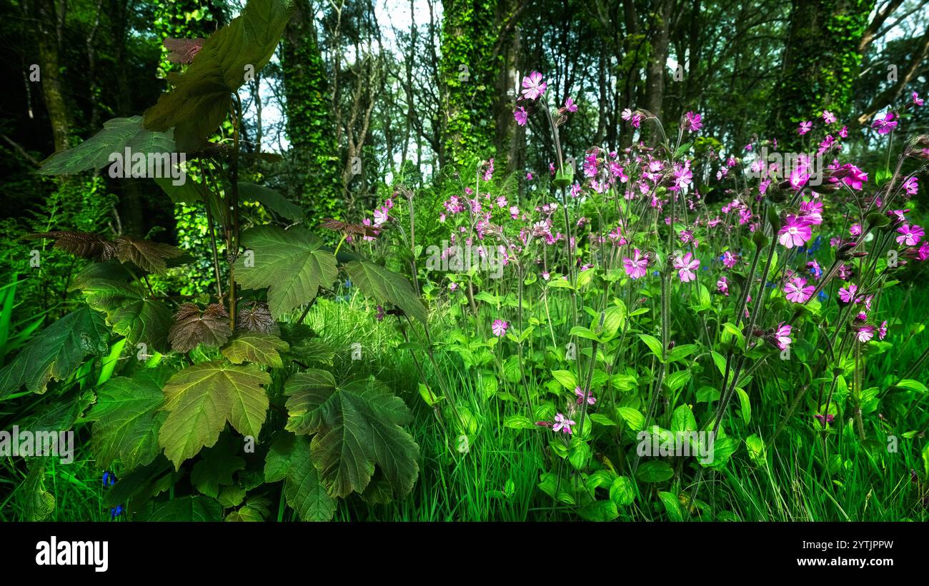 Image features a sapling with large, dark-colored leaves. Behind it are ...