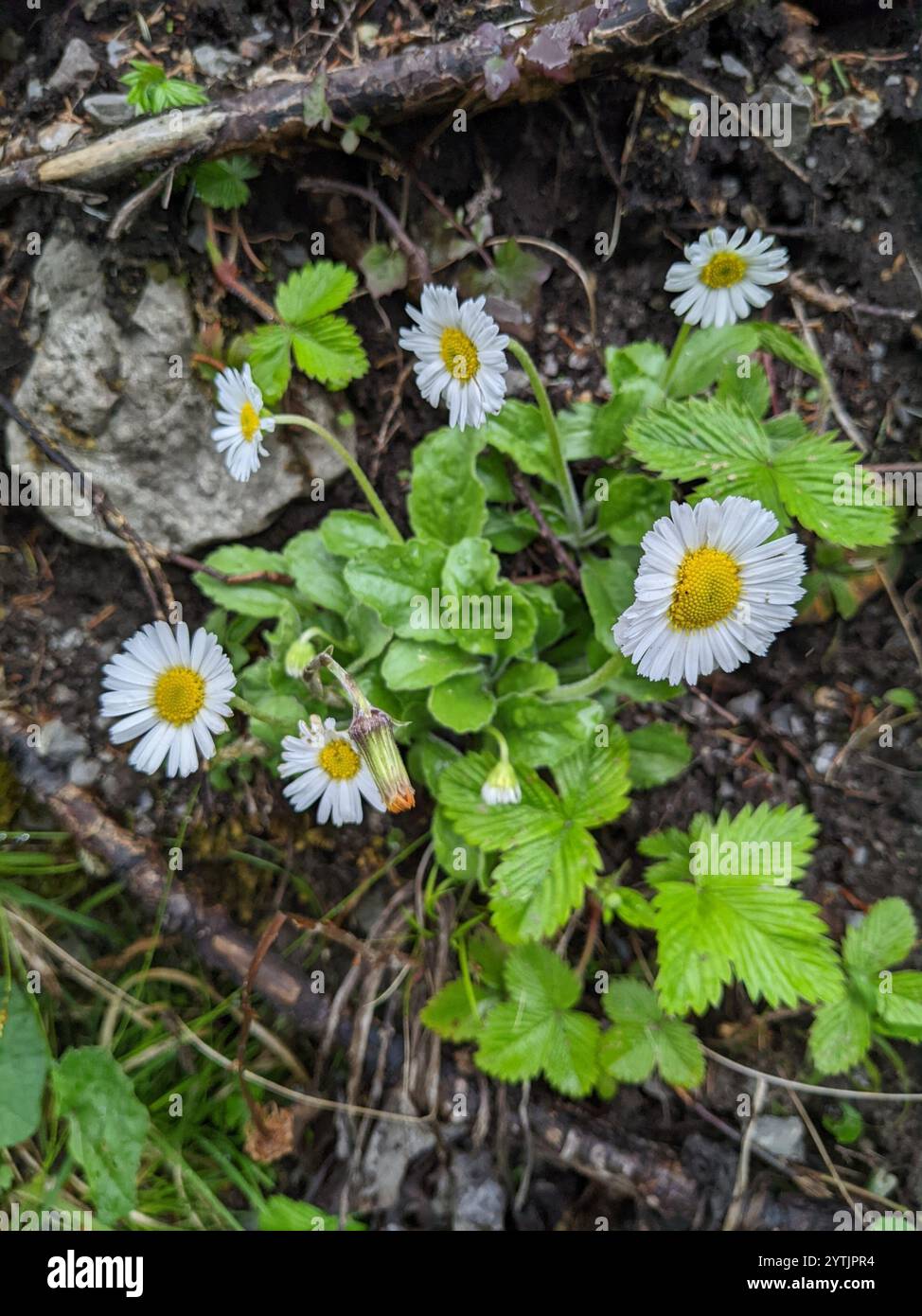 false aster (Aster bellidiastrum Stock Photo - Alamy
