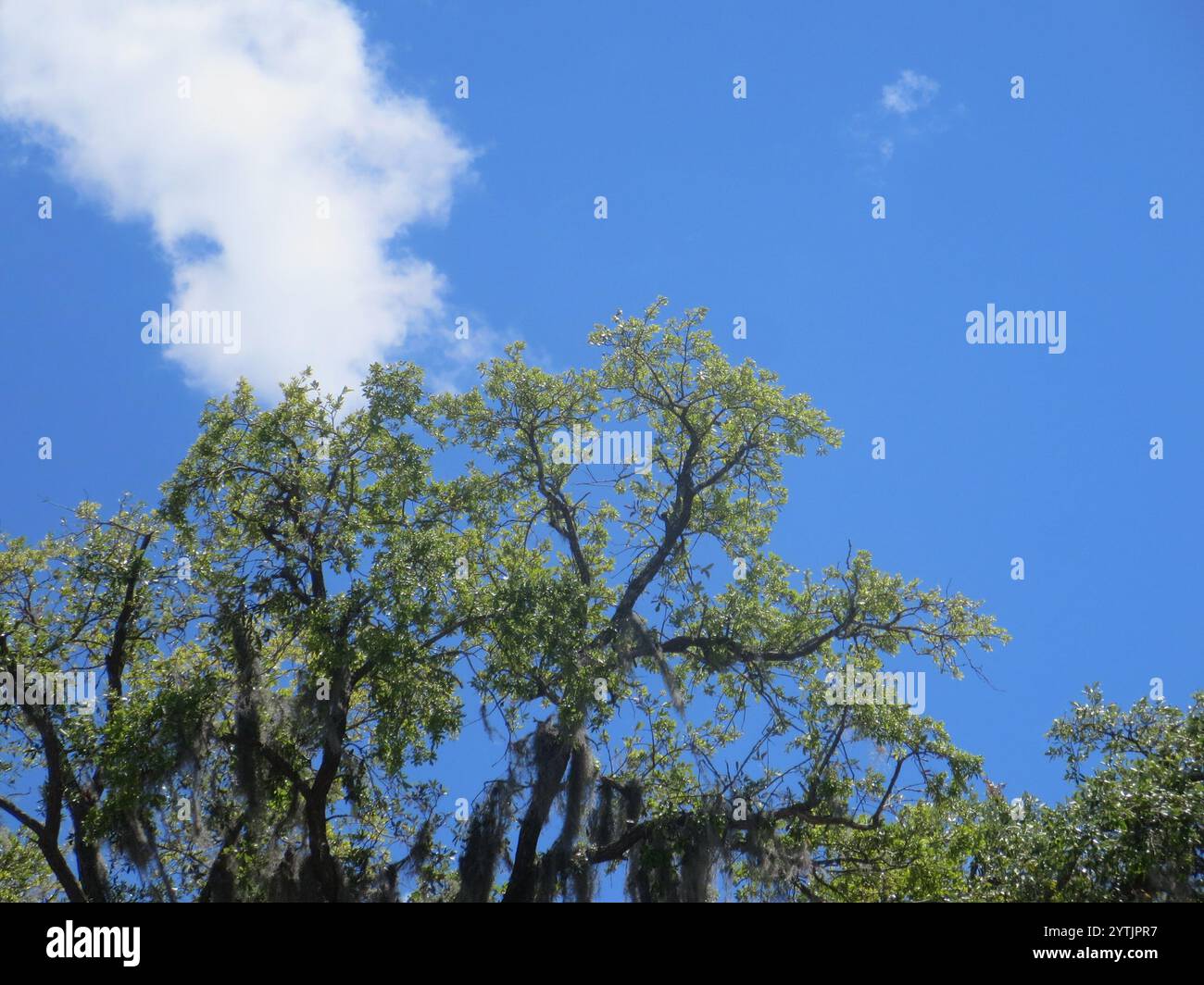 southern live oak (Quercus virginiana Stock Photo - Alamy