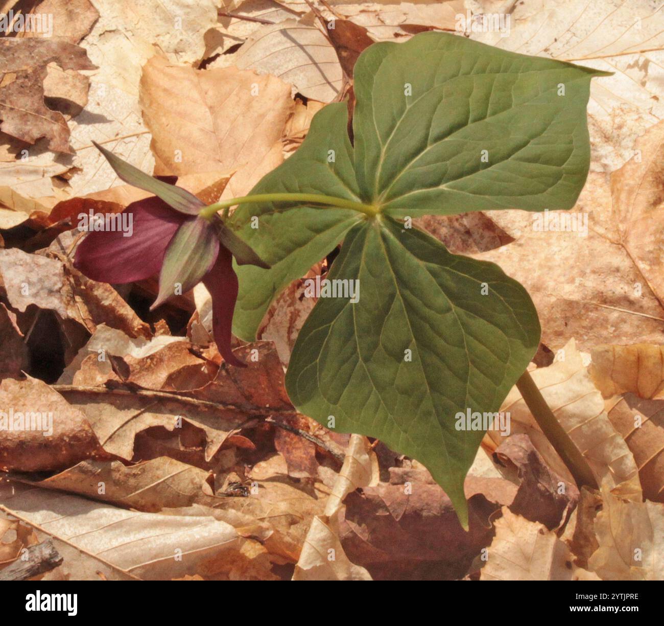 red trillium (Trillium erectum Stock Photo - Alamy