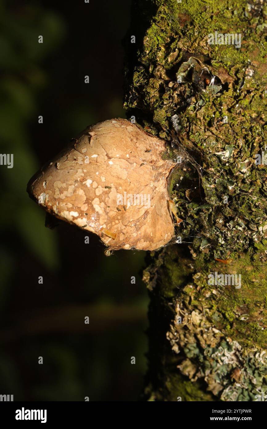 birch polypore (Fomitopsis betulina Stock Photo - Alamy