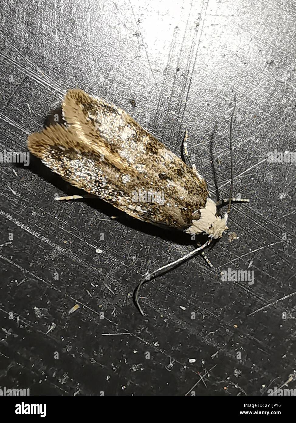 White-shouldered House Moth (Endrosis sarcitrella Stock Photo - Alamy