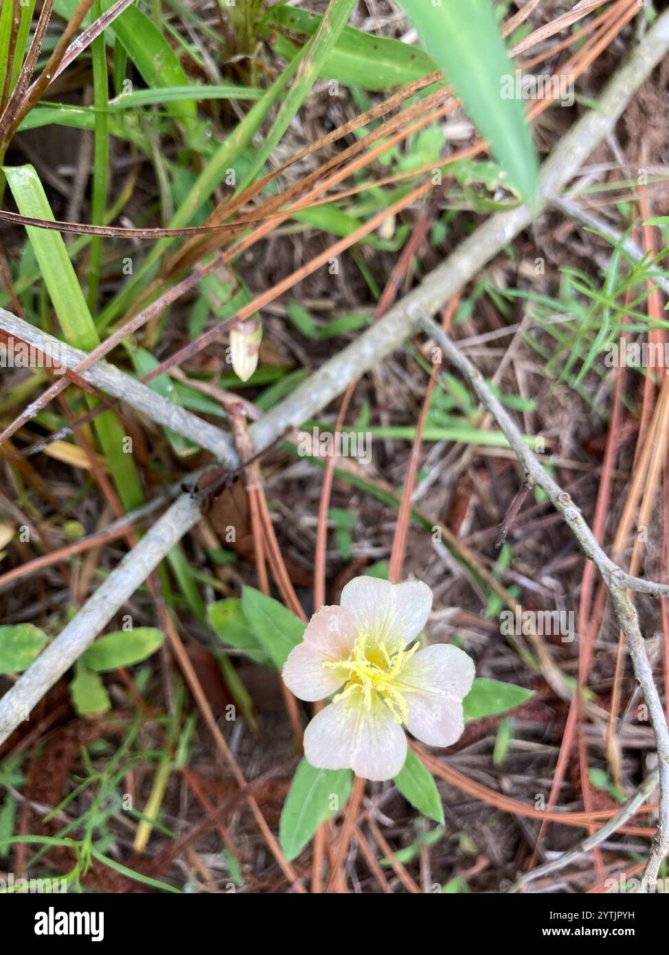 cutleaf evening primrose (Oenothera laciniata Stock Photo - Alamy