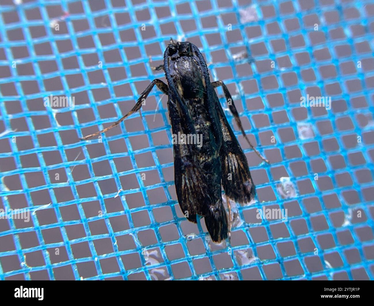 Clearwing Moths (Sesiidae Stock Photo - Alamy