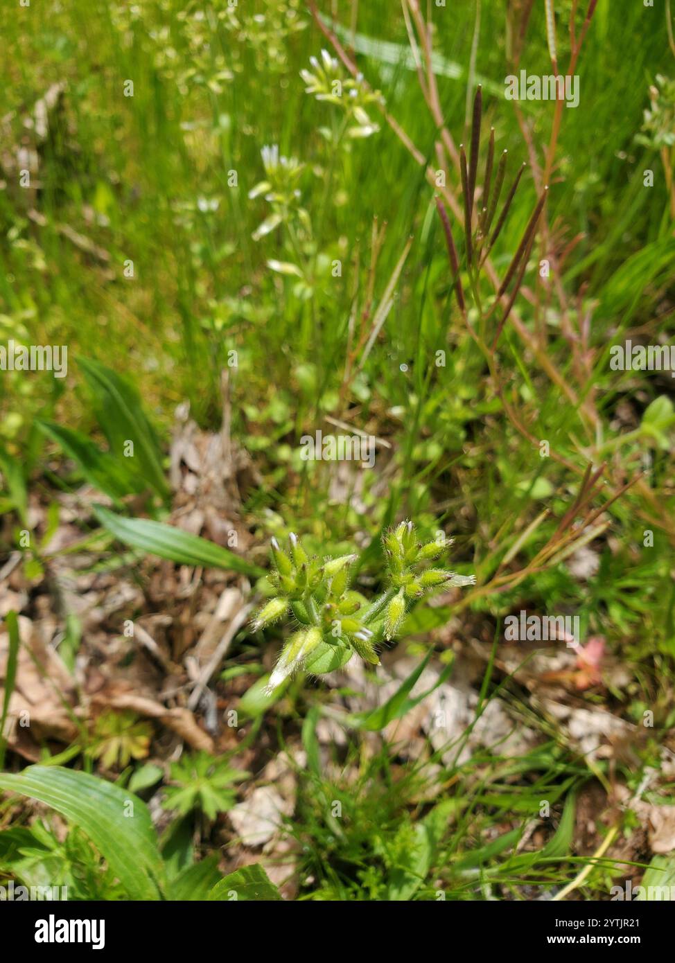 Sticky mouse-ear chickweed (Cerastium glomeratum Stock Photo - Alamy