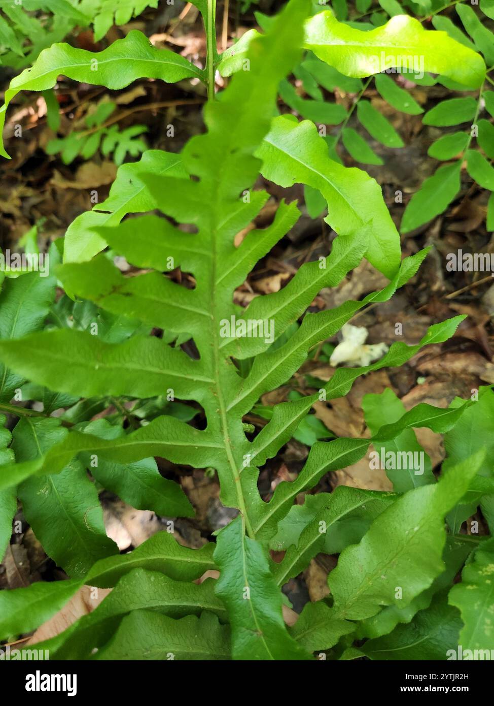 netted chain fern (Woodwardia areolata Stock Photo - Alamy