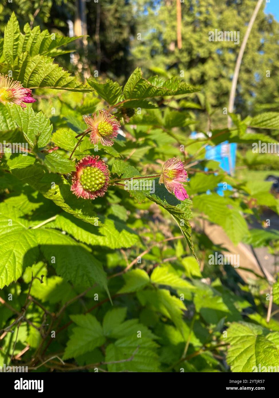 Salmonberry (Rubus spectabilis Stock Photo - Alamy