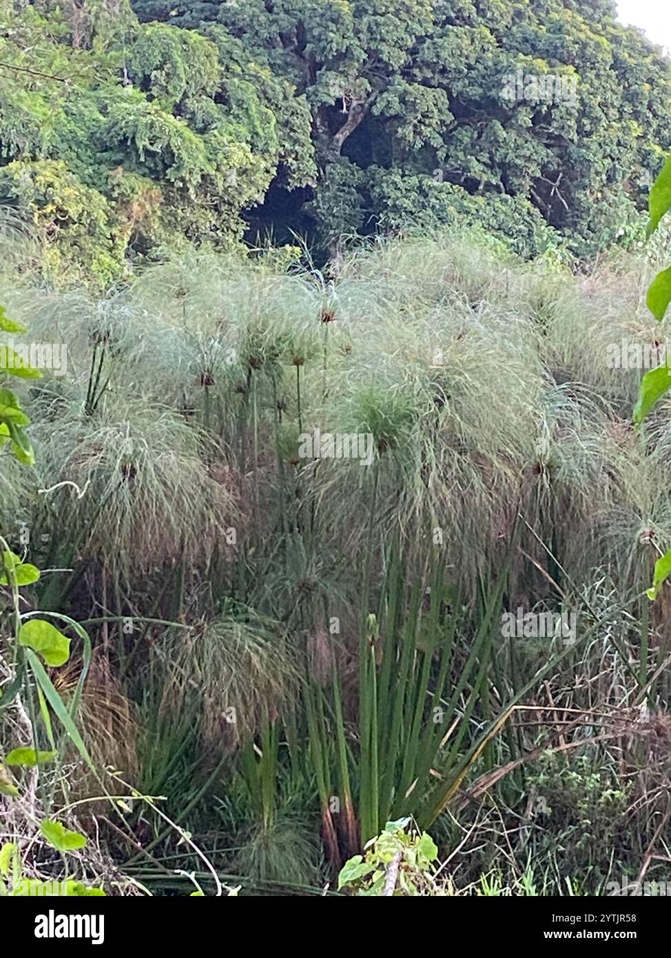 Papyrus sedge (Cyperus papyrus Stock Photo - Alamy