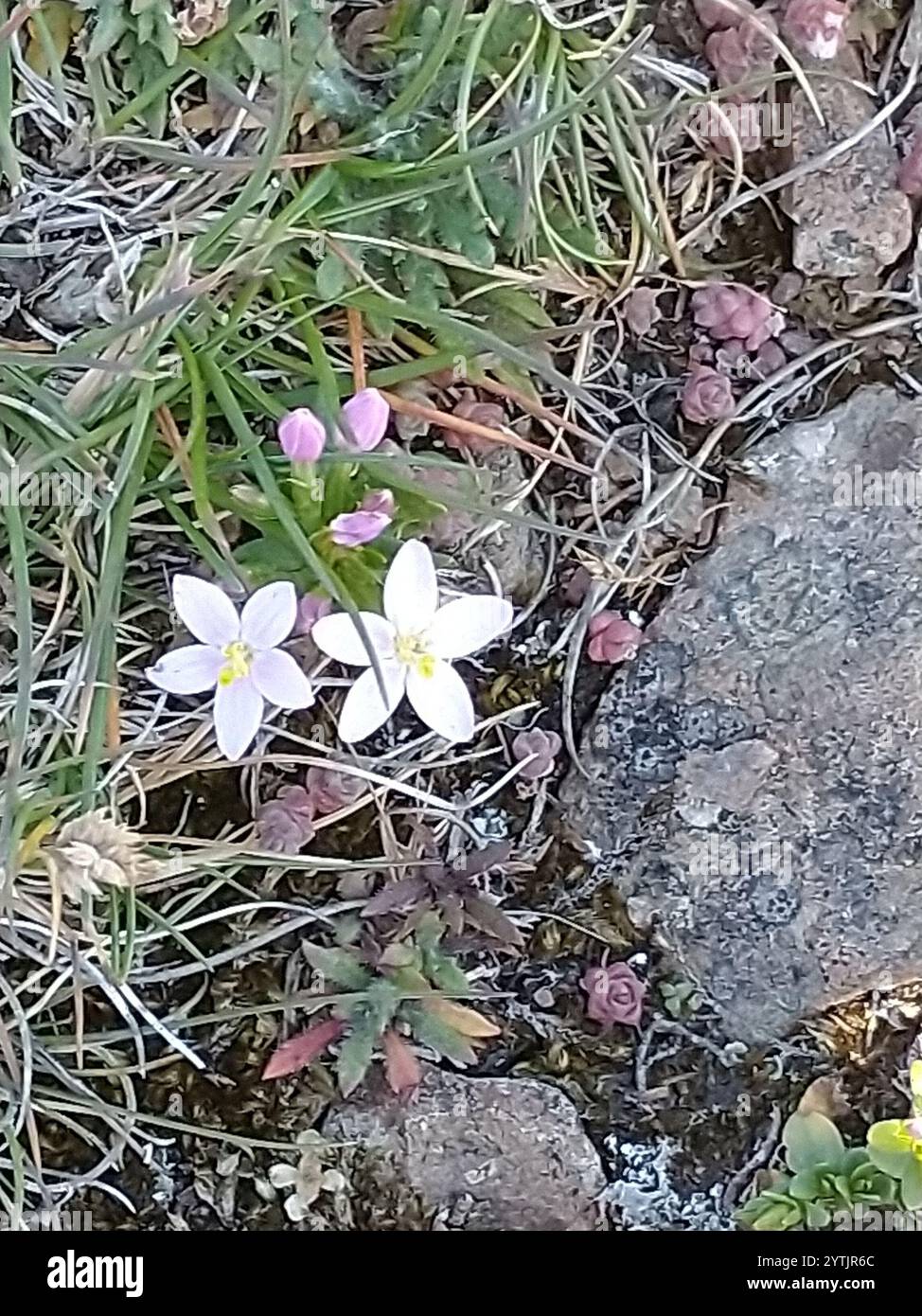 Common centaury (Centaurium erythraea Stock Photo - Alamy