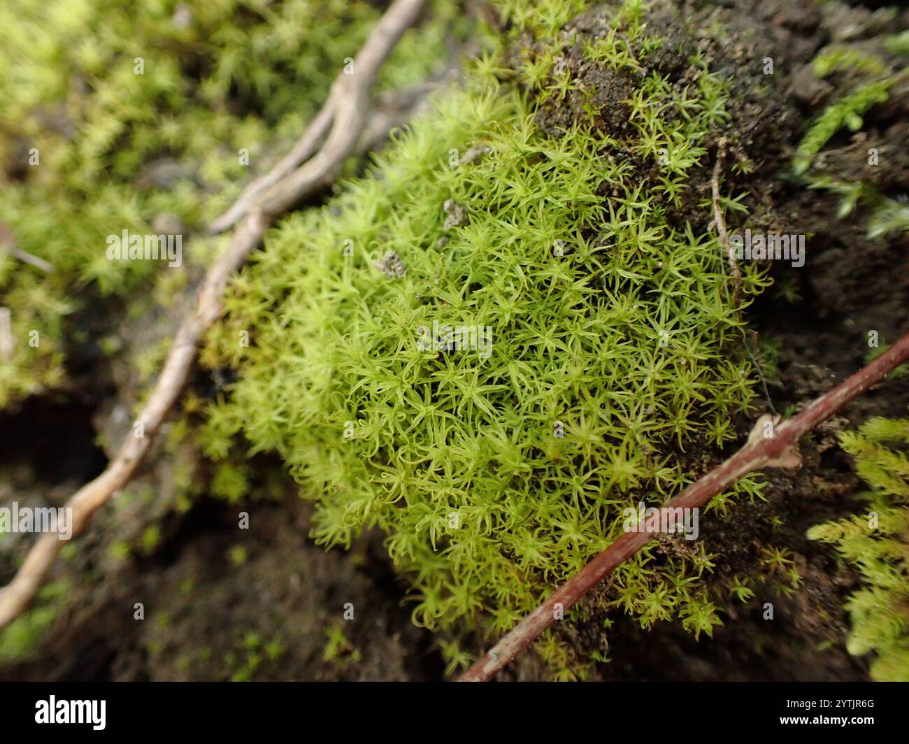 Green-tufted Stubble Moss (Weissia controversa Stock Photo - Alamy
