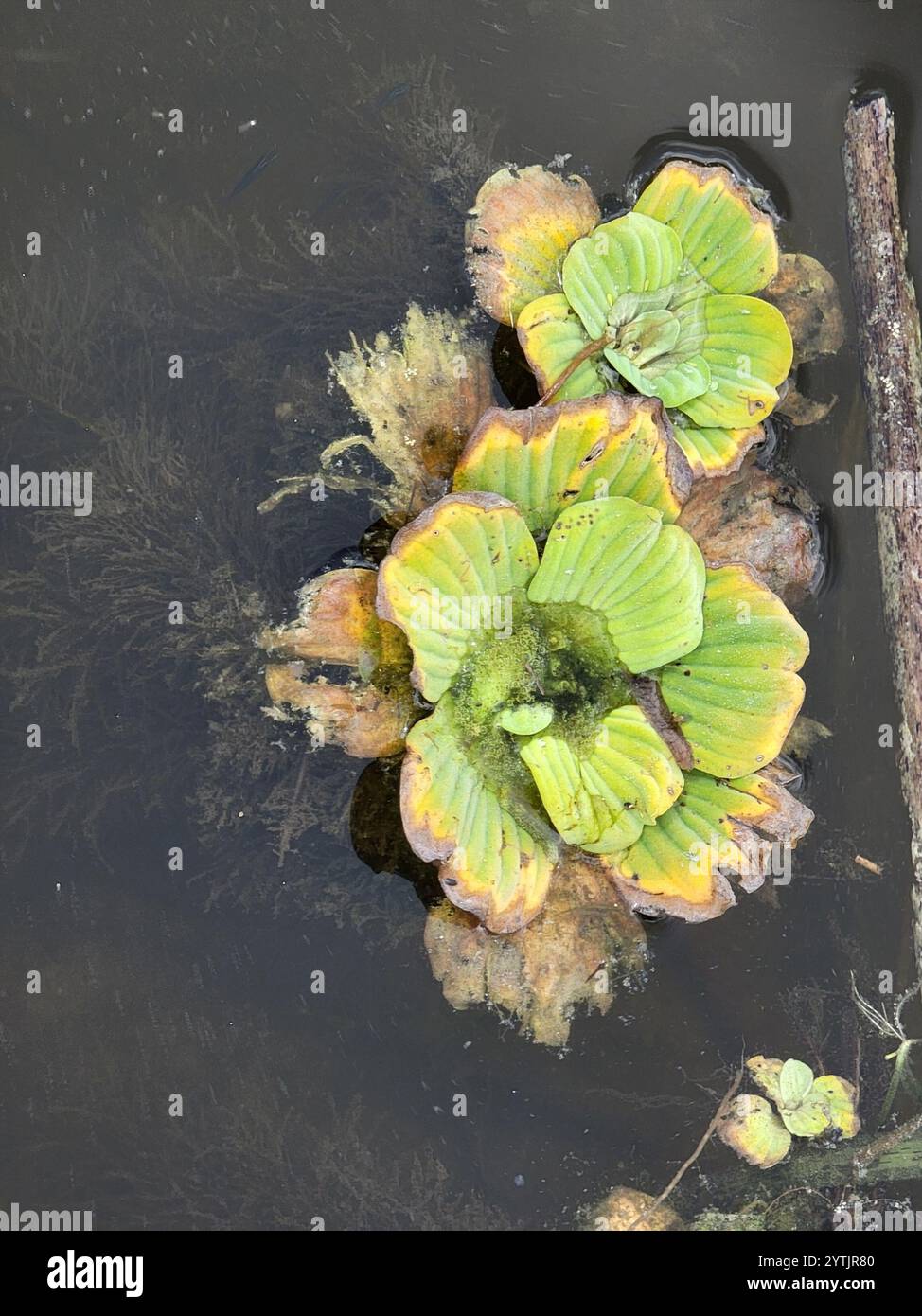 water lettuce (Pistia stratiotes Stock Photo - Alamy