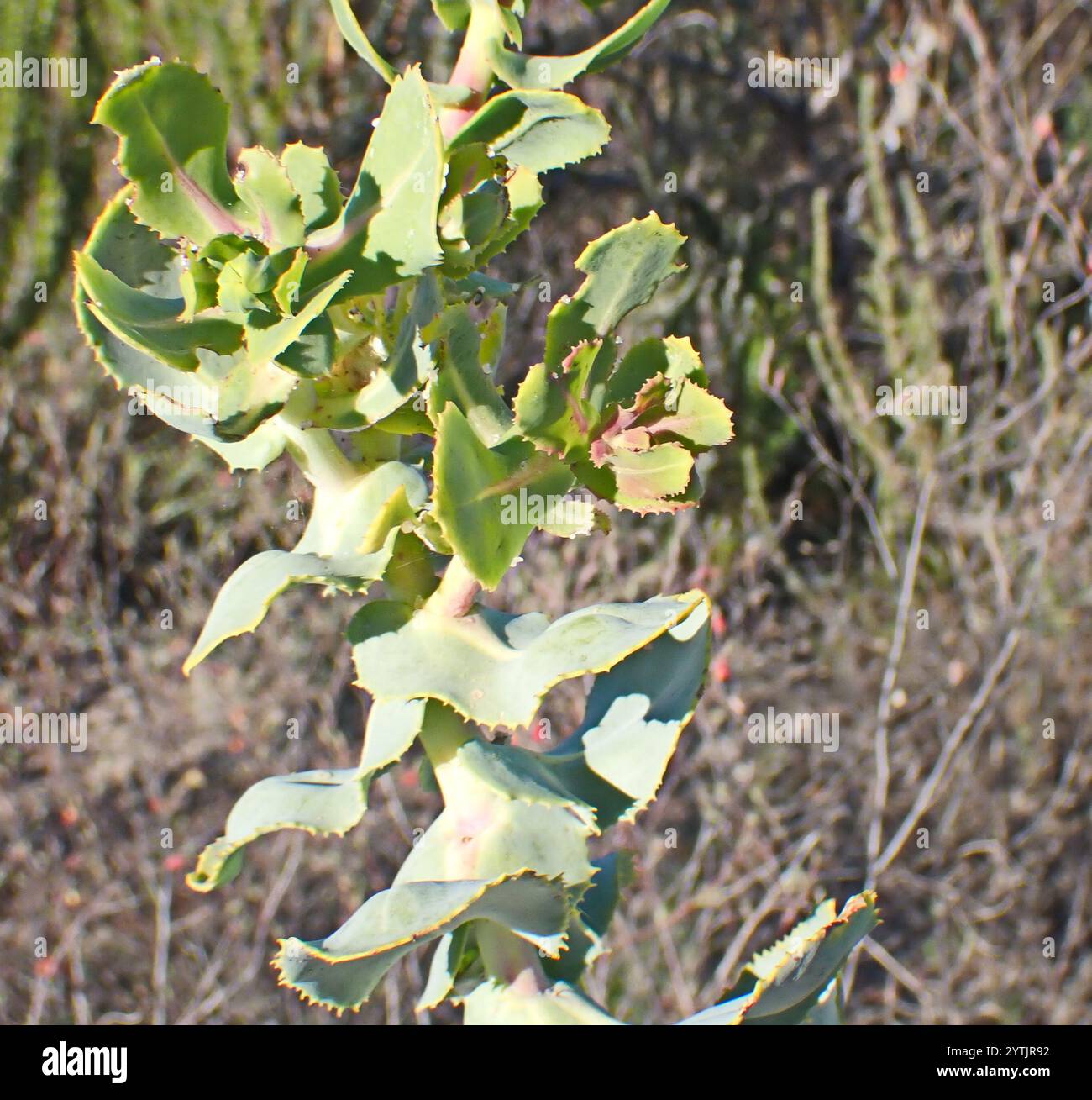 Poorflower Babooncabbage (Othonna parviflora Stock Photo - Alamy