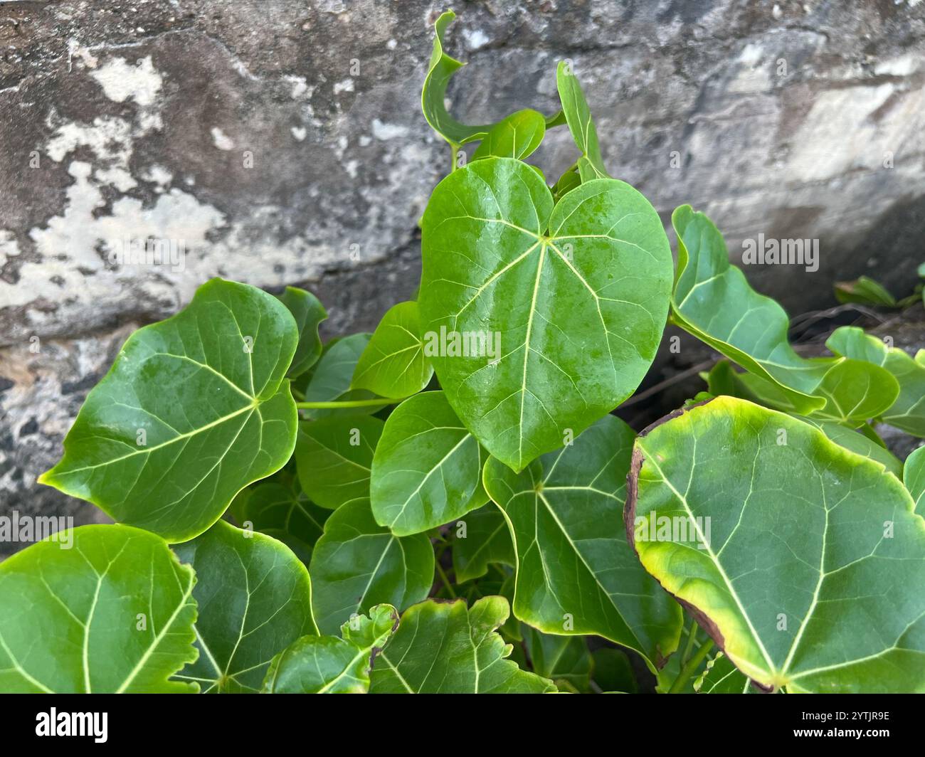 Portia tree (Thespesia populnea Stock Photo - Alamy