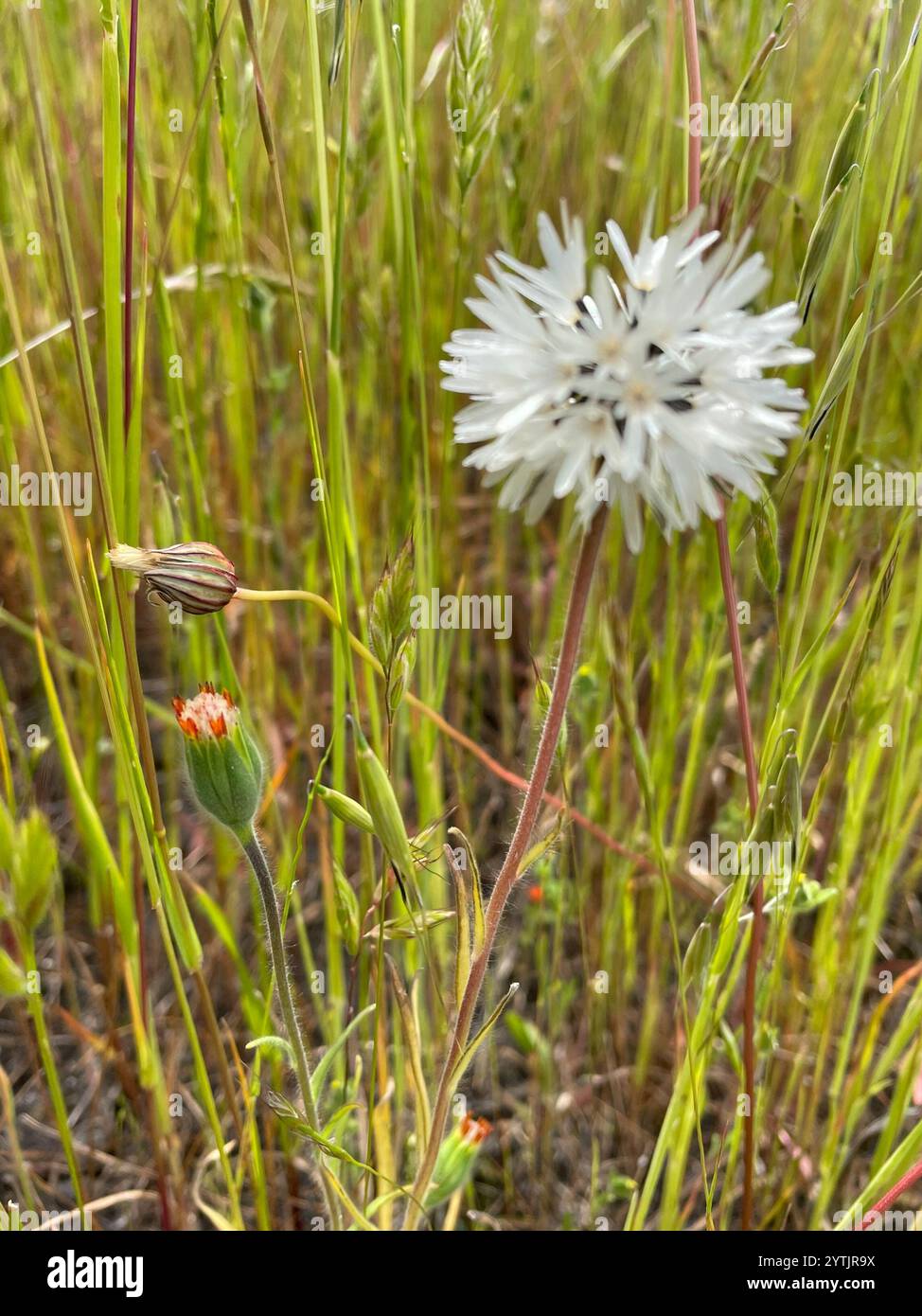 Blow Wives (Achyrachaena mollis Stock Photo - Alamy