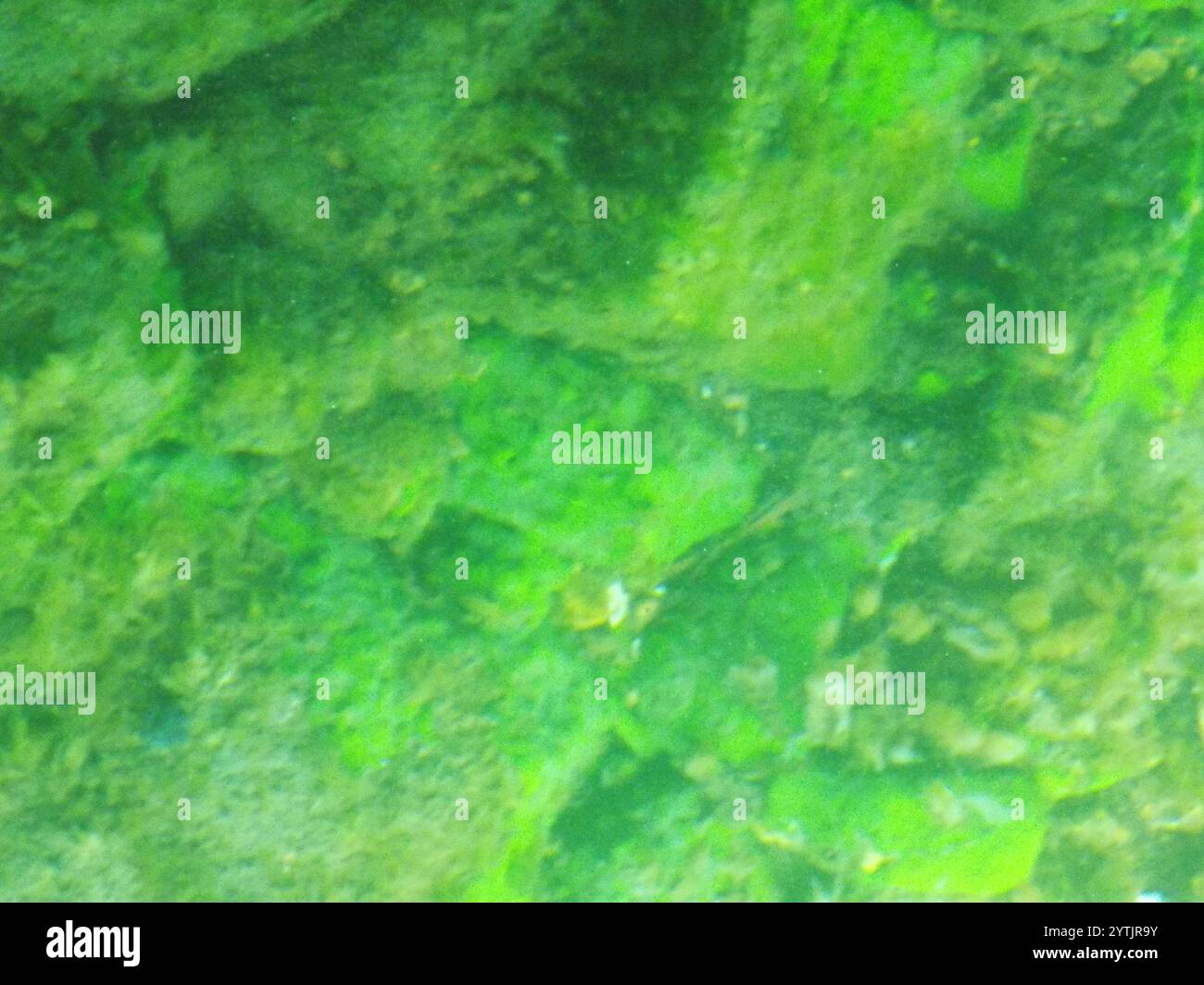 Green algae chlorophyceae hi-res stock photography and images - Alamy